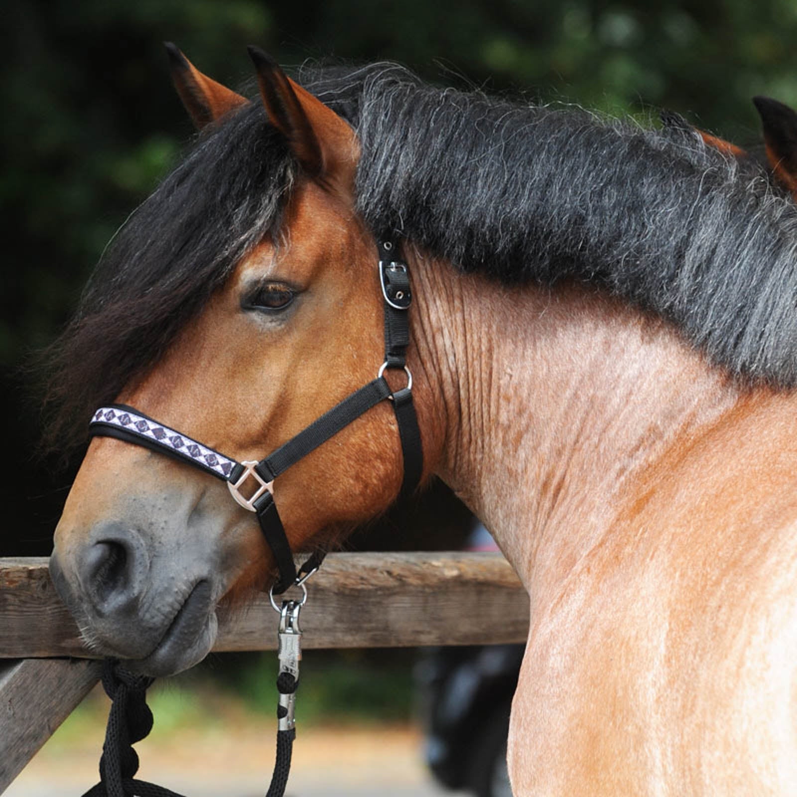 Draft Horse Classic Halter – horze